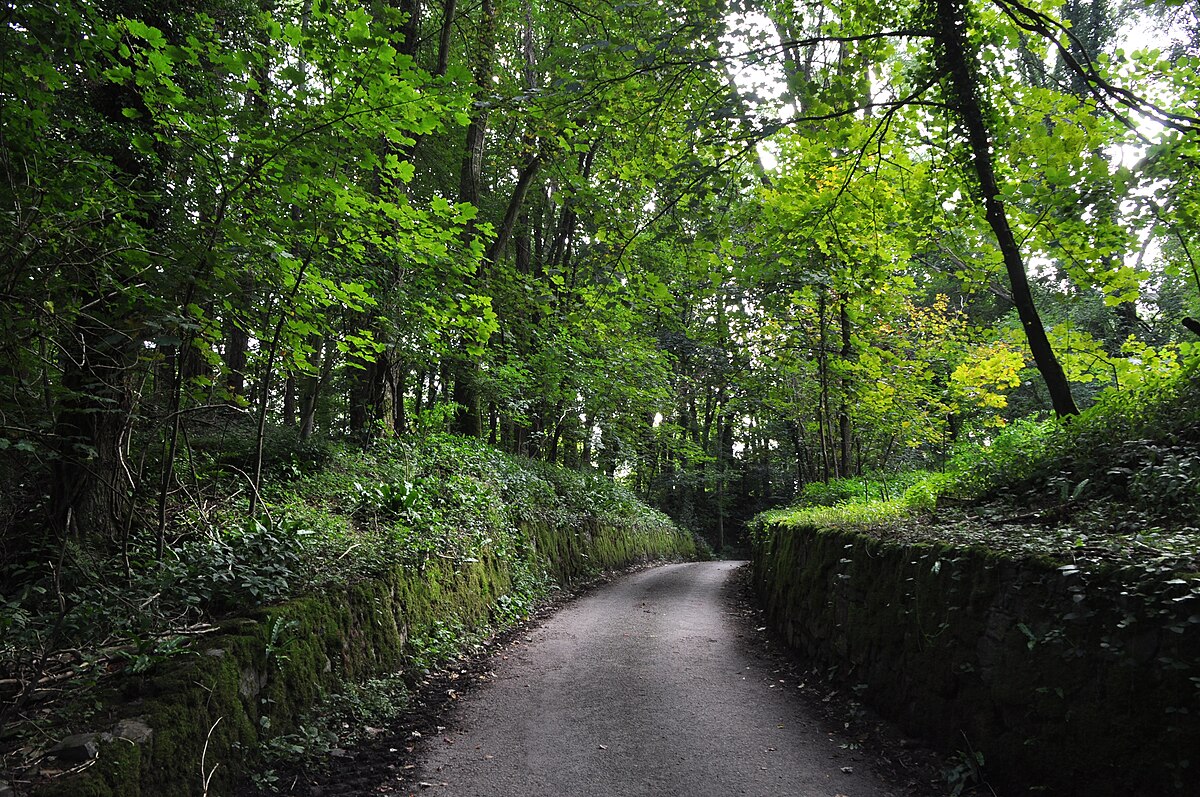 Massive Reforestation drive in North Devon - Exeposé Online